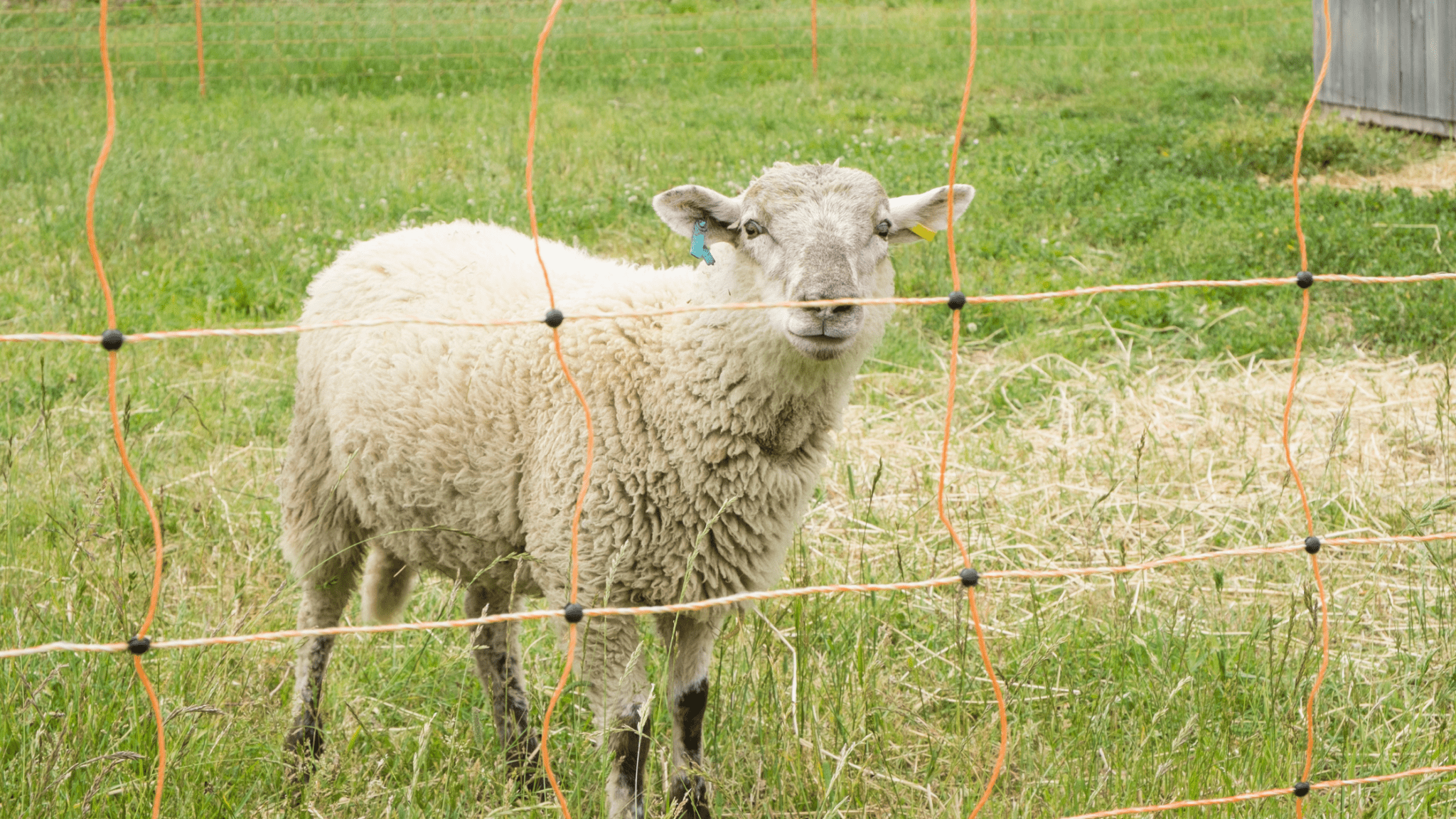 The Different Types of Agricultural Fencing | Straight Shooter Game Fencing