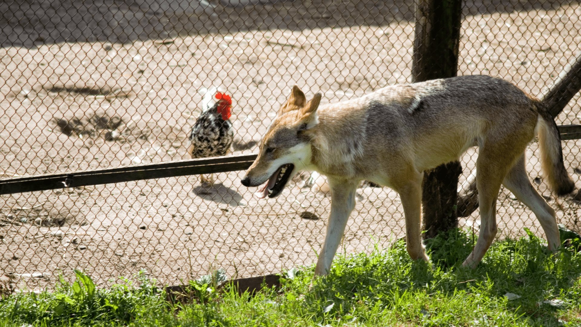 What is Game Proof Fencing, and How Much Does it Cost? | Straight ...
